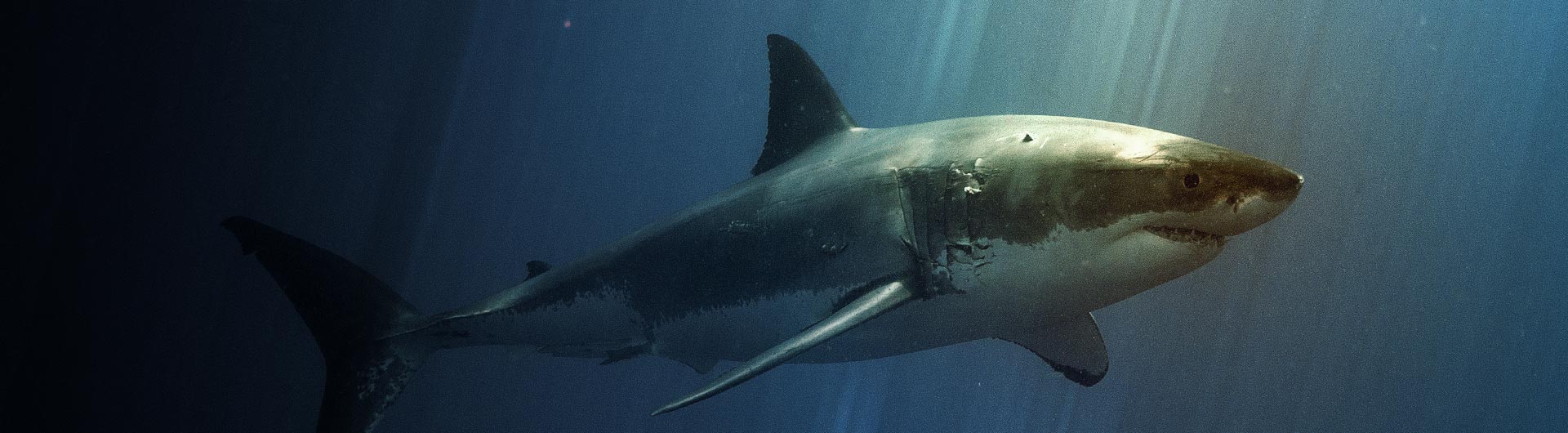 Long Beach State Vote For Sharks Mascot Won’t Impact Sports, AD Says ...